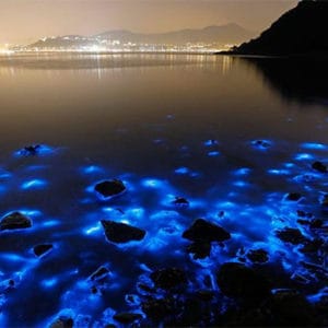 Luminous Lagoon Night Cruise - Jamaica Quest Tours