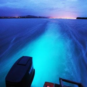 Luminous Lagoon Night Cruise - Jamaica Quest Tours