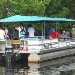 Black River Safari Boat Tour Jamaica - Jamaica Quest Tours